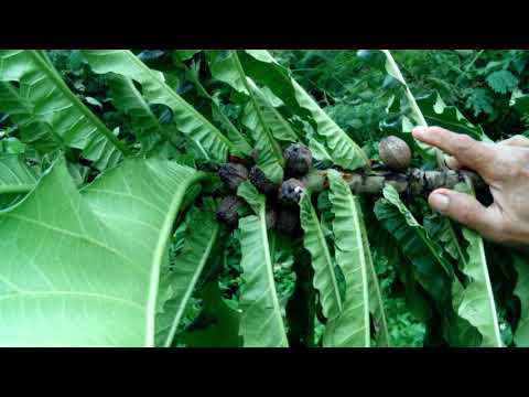 Niyog-Niyogan o Lubi Napakatamis ng prutas niya (Ficus Pseudopalma)