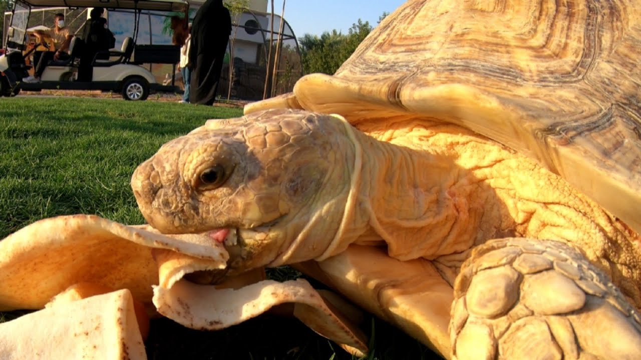 Tortoise Eating Bread ആമ റൊട്ടി കഴിക്കുന്നത് കണ്ടിട്ടുണ്ടോ!Umm al ...