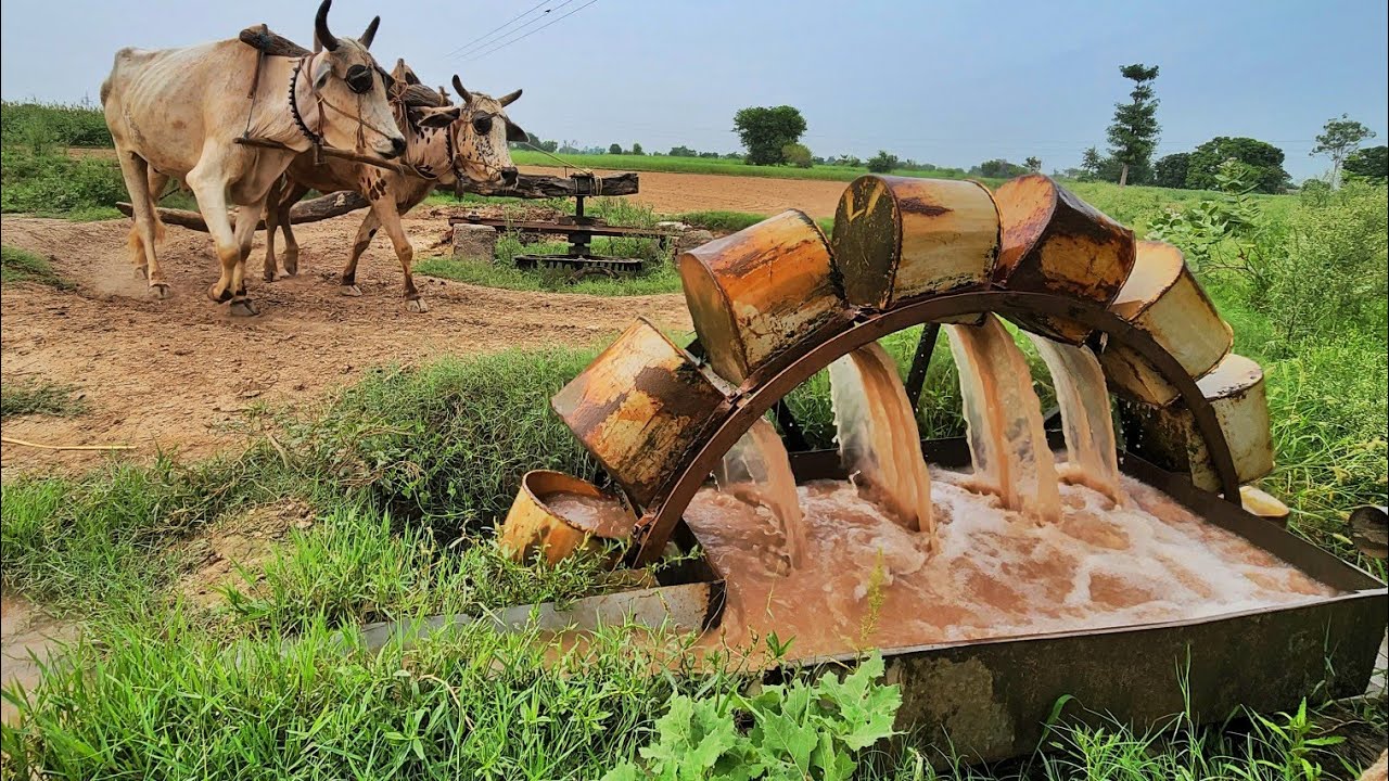 Bull Powered Persian Wheel | Traditional Persian Water Wheel - YouTube