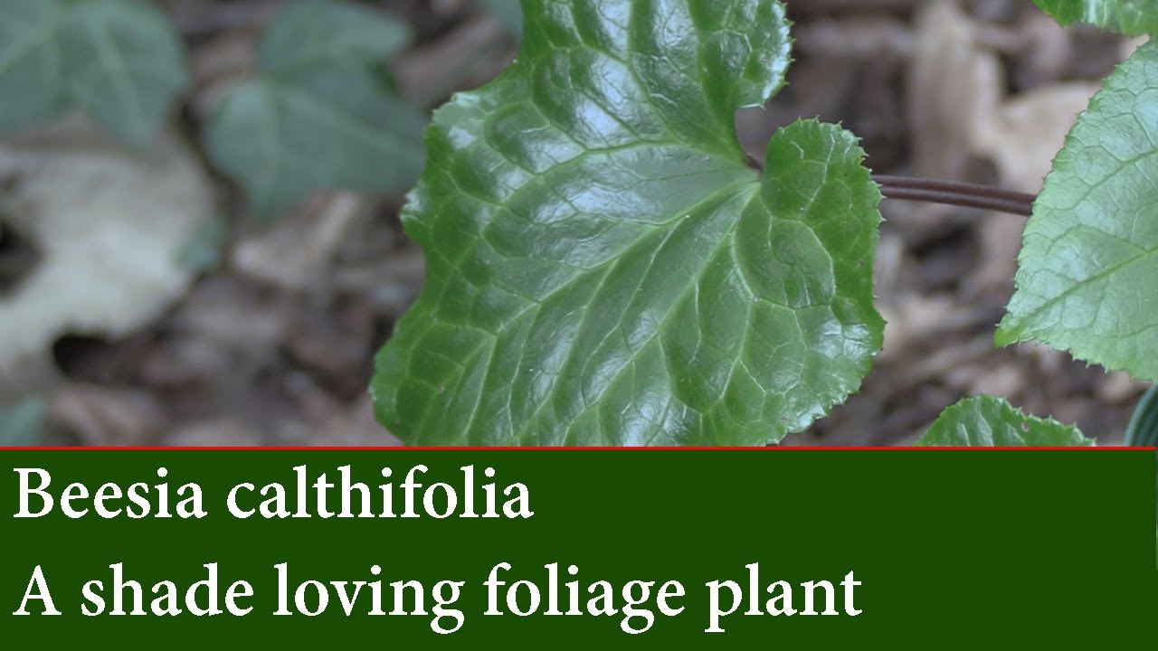 Beesia calthifolia - YouTube