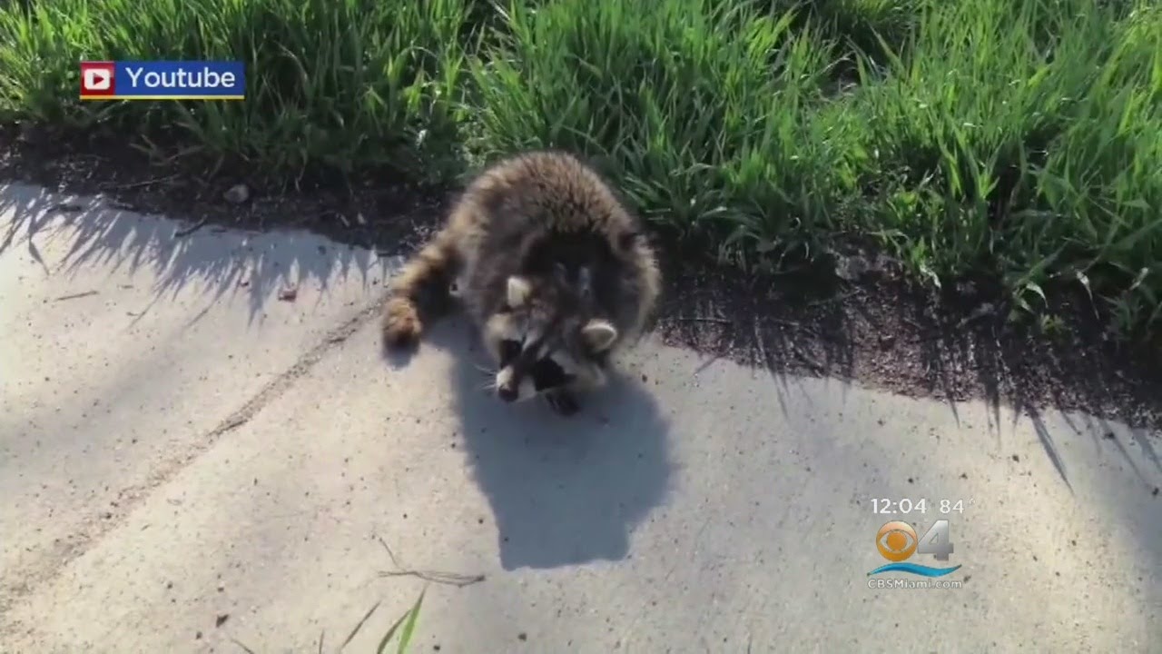 2nd Raccoon Tests Positive, Rabies Alert Extended In SW Miami-Dade ...