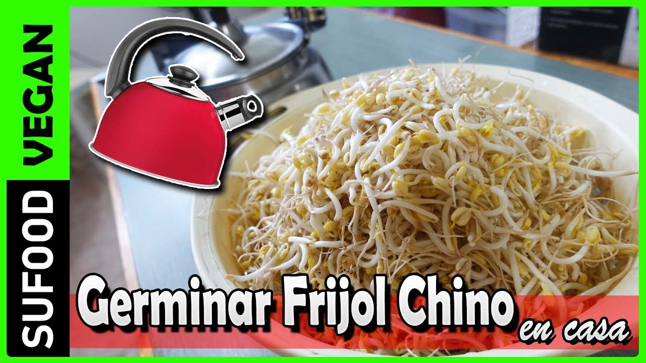 【Nueva Forma de Germinar Frijol Chino en casa】Paso a paso【SuFood】 - YouTube