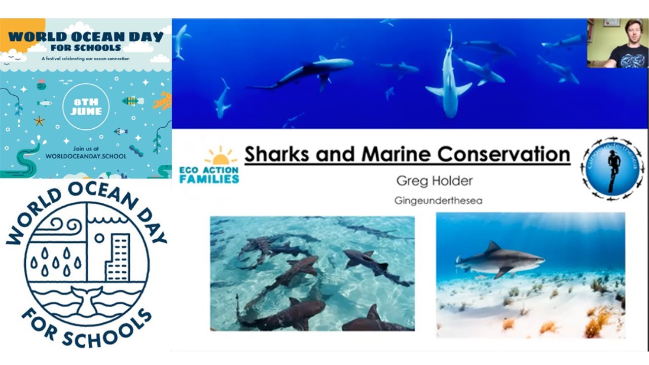 SHARK AND MARINE CONSERVATION TALK for World Ocean Day Talk for Schools ...