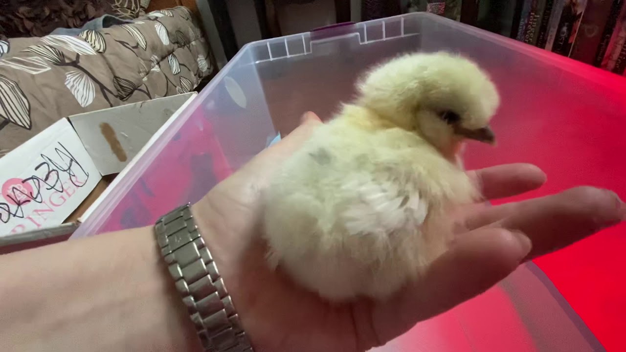 6 day old silkie chicken introduction - YouTube
