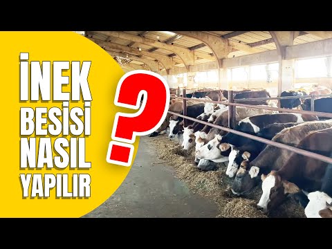 İNEK BESİSİ NASIL YAPILIR