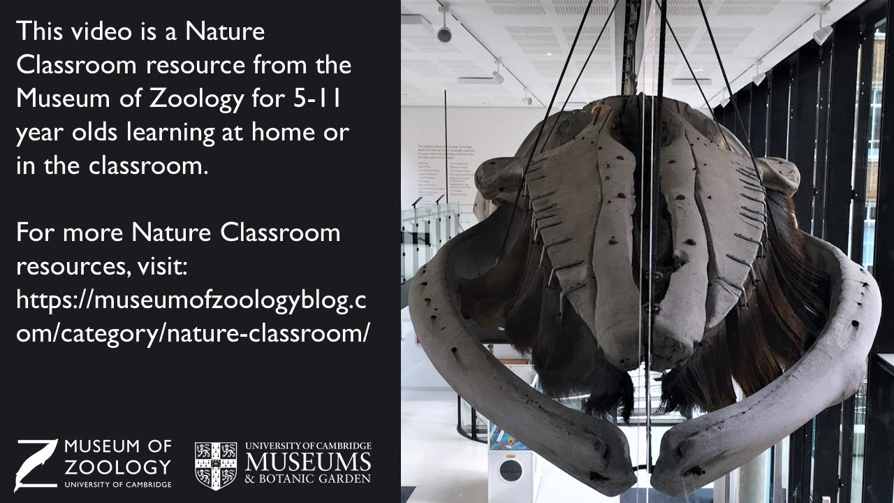 Guided tour of a Fin Whale skeleton - YouTube