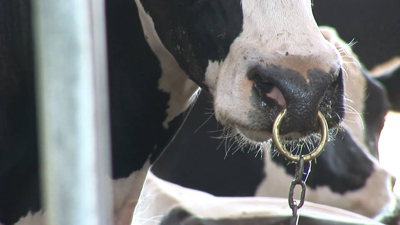 Cow With Ring In Nose_Factory Farm - YouTube