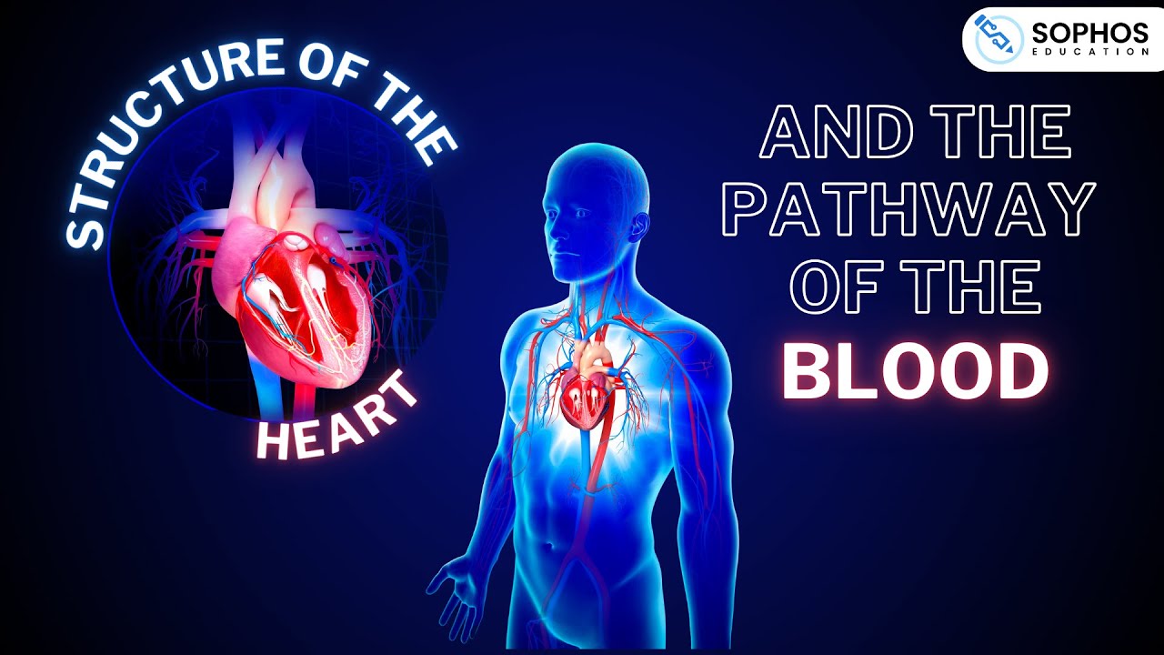 Structure of the Heart and the Pathway of Blood - YouTube