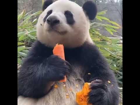 Panda eating carrots।🐼।। the bond of nature - YouTube
