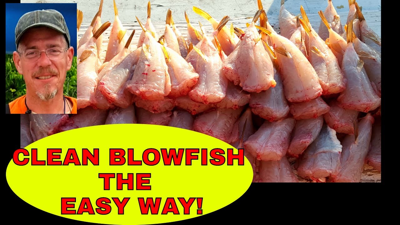HOW TO FILLET BLOWFISH AND TRIGGERFISH/THE CUTTING ROOM FLOOR - YouTube