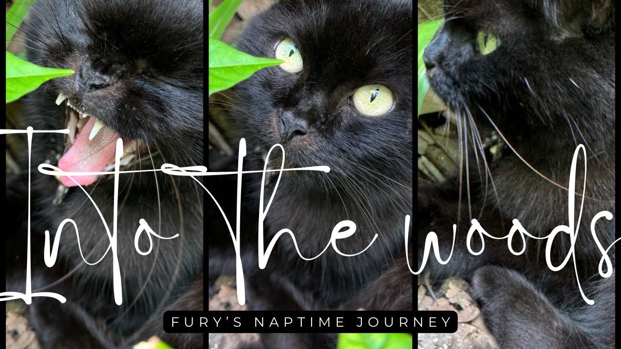Into the WOODS nap | Fury’s secret slumber 🙀 - YouTube