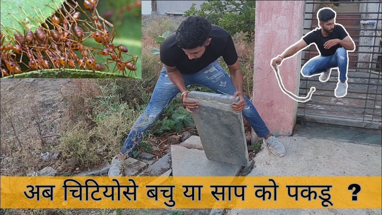 कही पर भी निकल सकते है ये साप | snakes can be anywhere | checkered keel ...