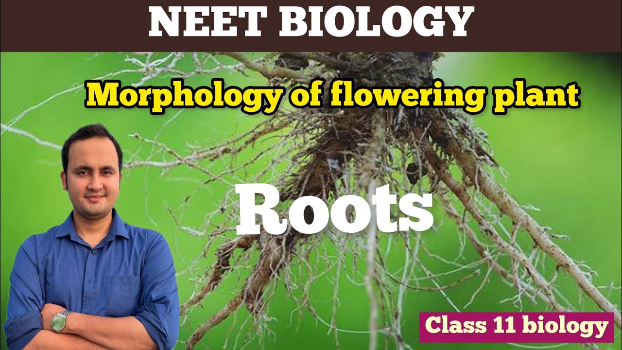 Modification of roots morphology of flowering plant chapter 5 class 11 ...