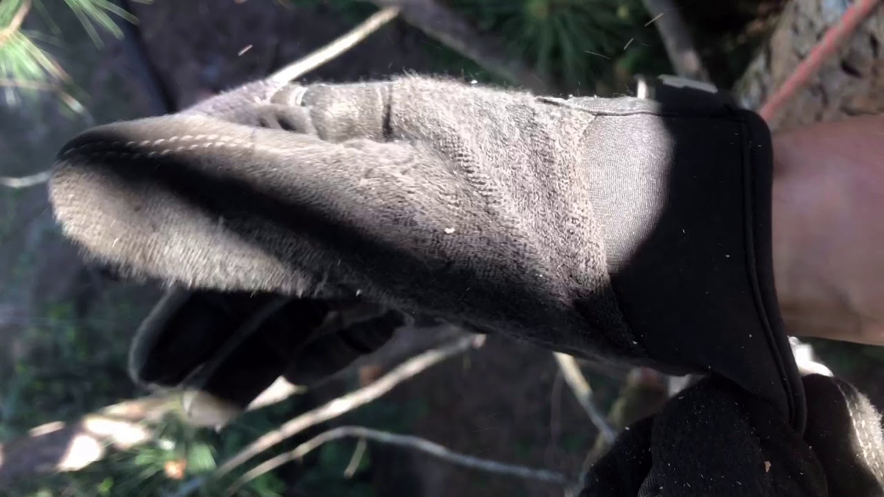 Two little pine trees! - YouTube