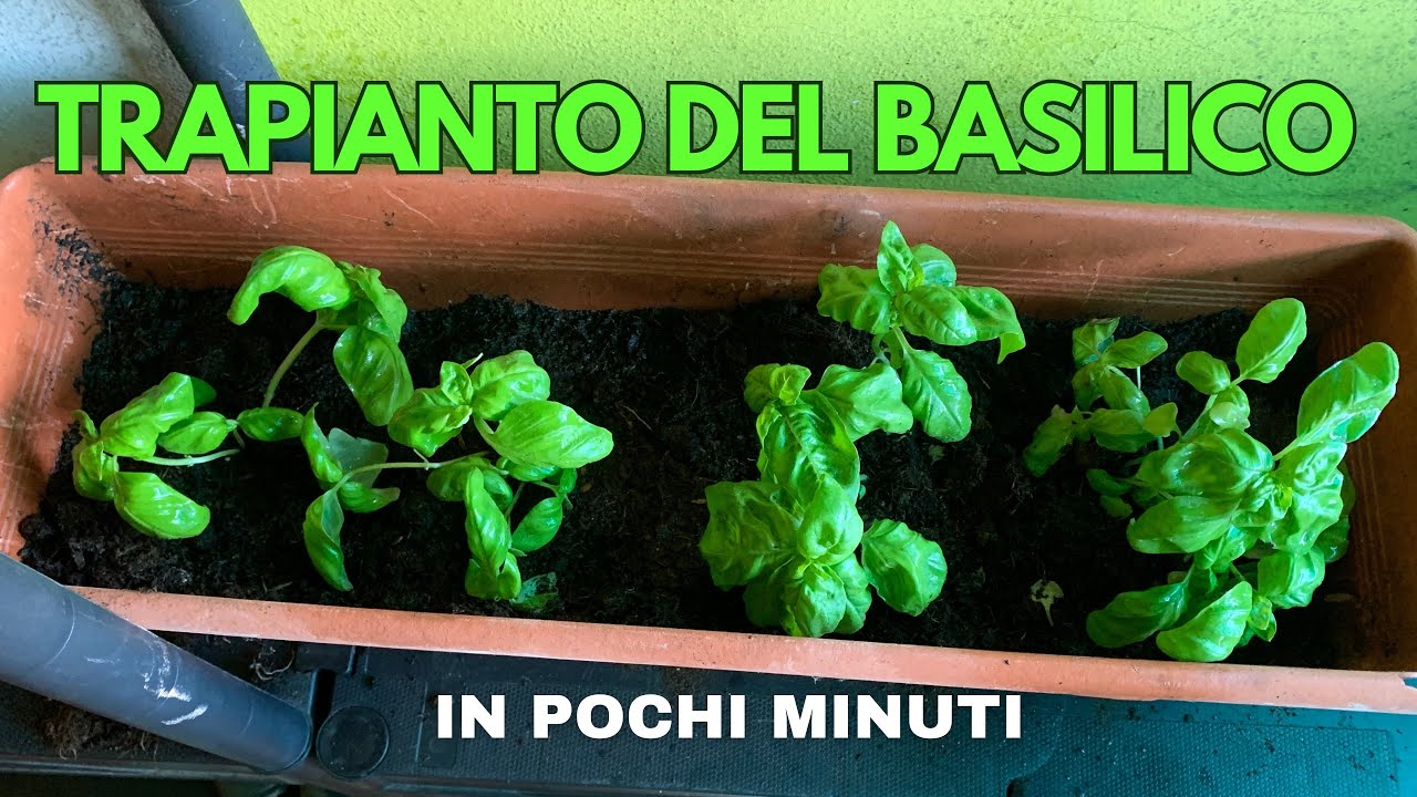 basilico rigoglioso dopo che avete fatto il trapianto ecco un trucco ...