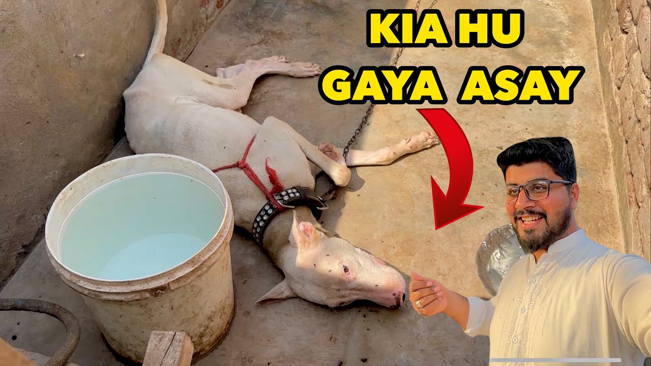 Asay Kia Hu Gaya | Punjabi Shok Vlogs - YouTube