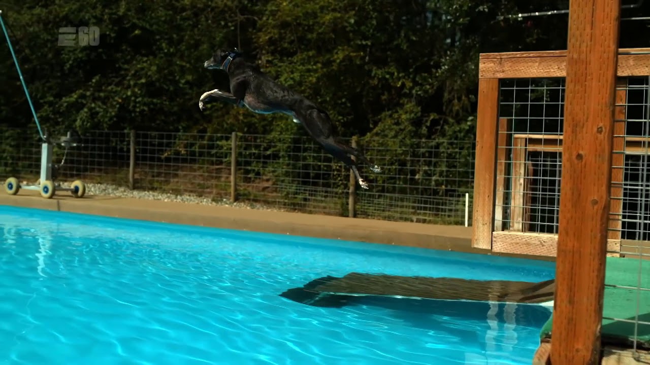 Spitfire, the Michael Jordan of dock diving dogs - YouTube