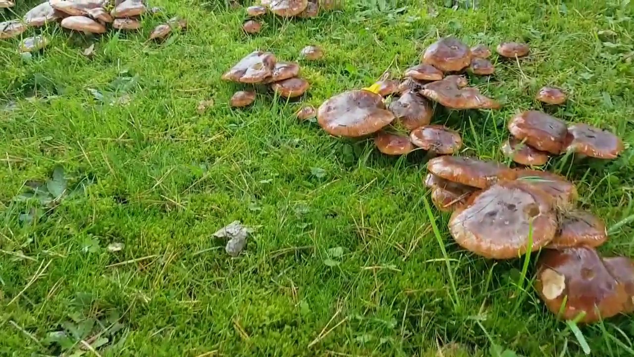JARDIN AUX CHAMPIGNONS ! - YouTube