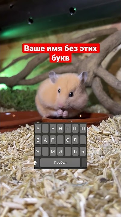 Видео с хомяками🐹 #хомки #сирийскийхомяк #хомяк #хомяки #шортс - YouTube