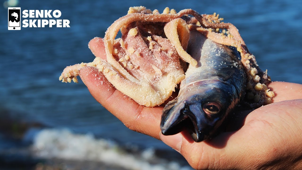 Beginner Beach Fishing: Catch fish fast with these baits! Cape Cod ...