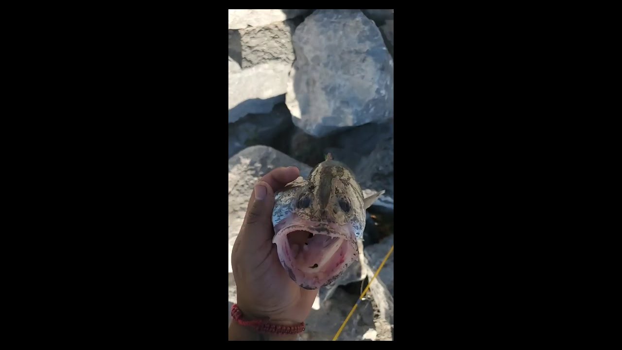 Utah lake multi species utah fishing 2020 first ever walleye - YouTube