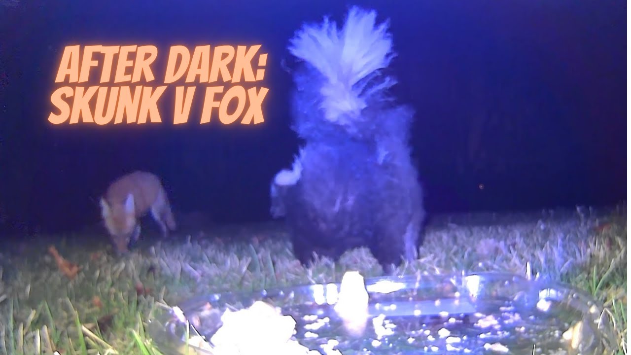 After Dark: Mister Skunk Vs The Sly Fox - YouTube