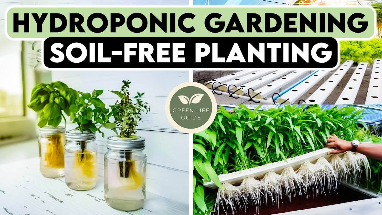Hydroponic Gardening 101: Grow Plants Without Soil - YouTube