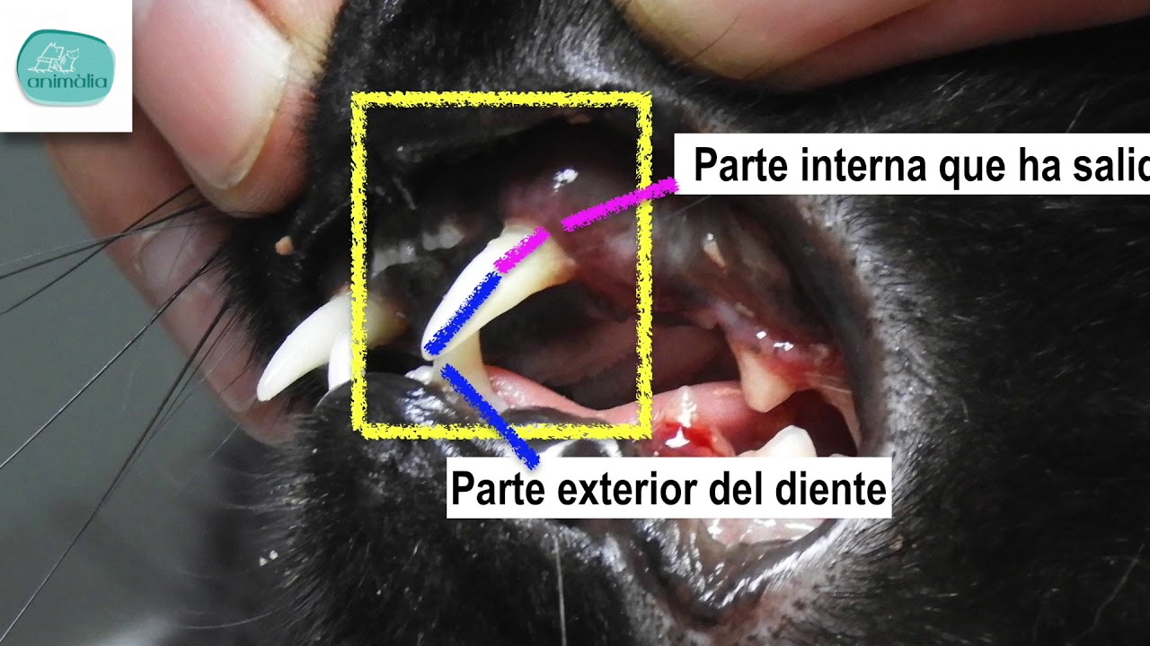 Estomatitis felina y caries - Animalia Barcelona - YouTube