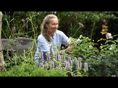 Olivia Austin rose & Companion Plants: My Choice