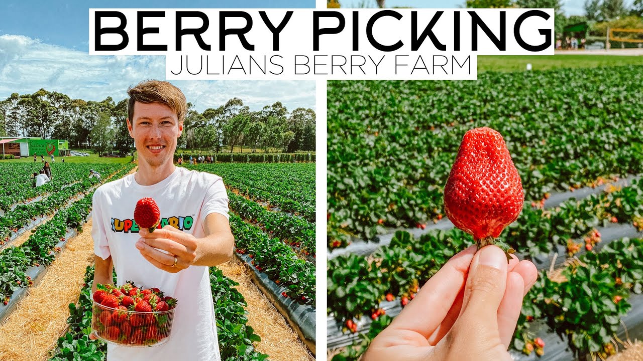 BERRY PICKING SEASON IN NEW ZEALAND /// JULIANS BERRY FARM - YouTube