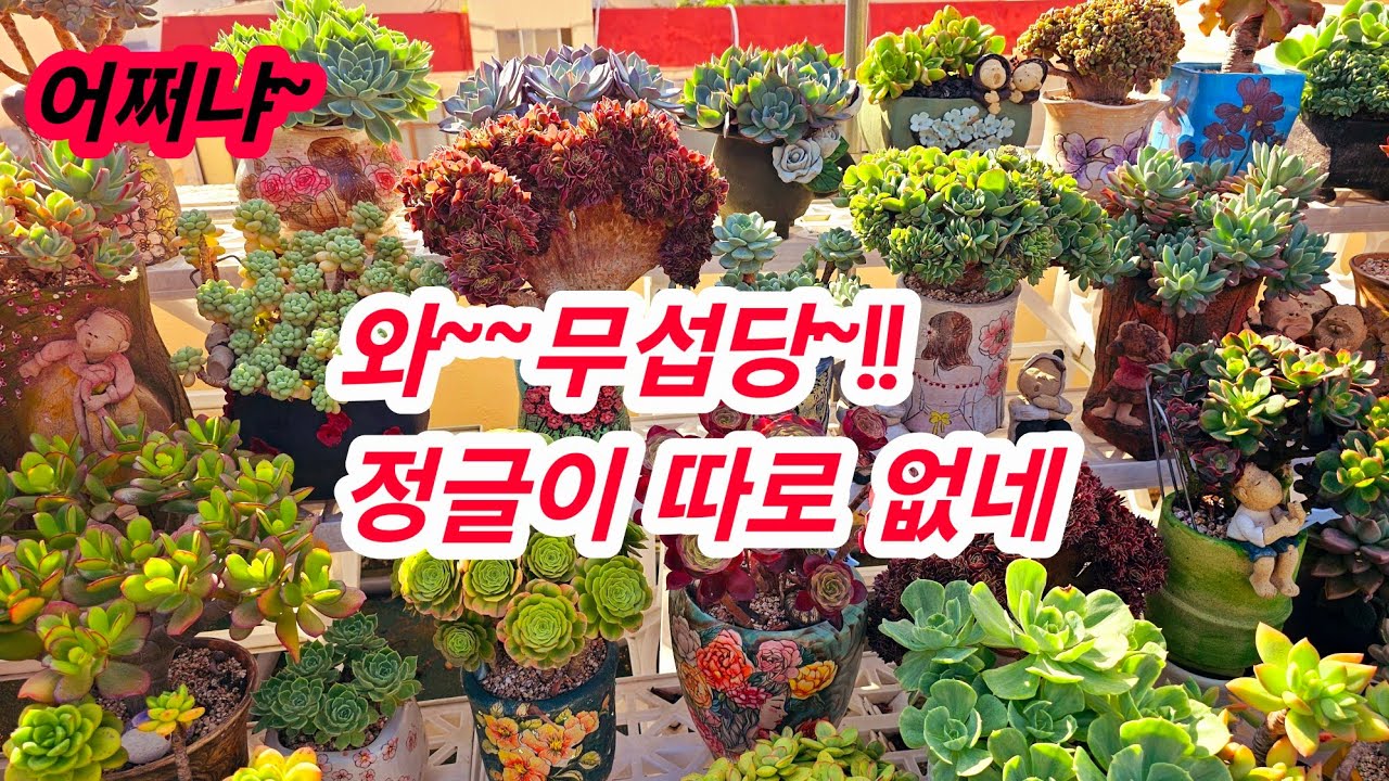 정글이따로없는옥상노지다육😅이젠 빗물은 사절 물을 아껴야 될것 같아요💥전부다 얼빵이 얼굴이 되어가는 미미네옥상다육키우기😆256