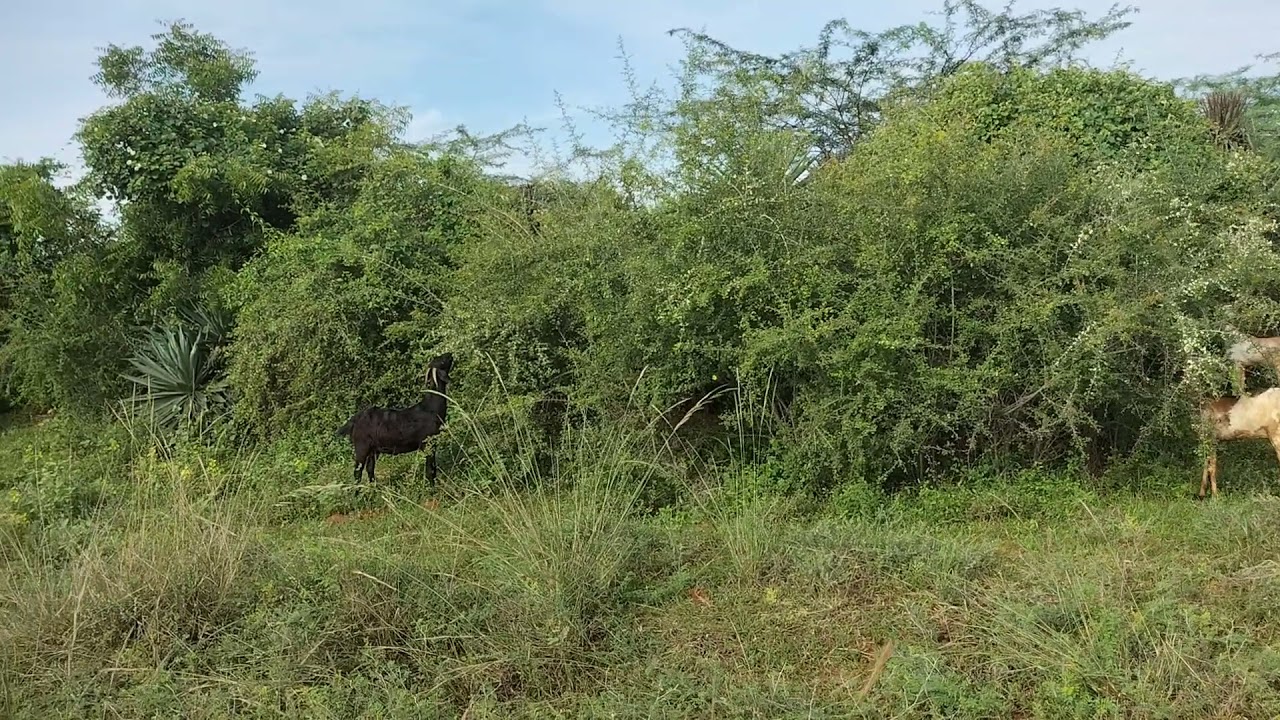 # aadu meithal # goat # velladu valarbhu - YouTube