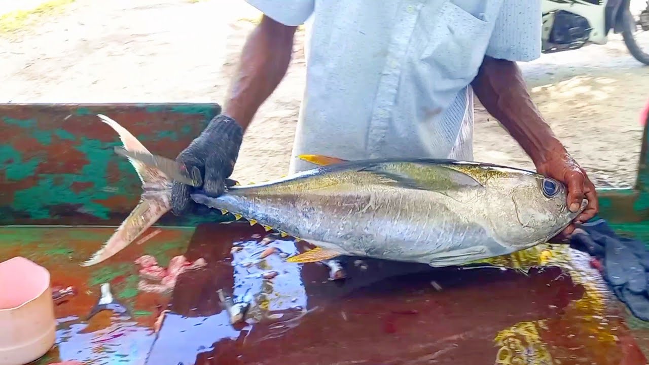 HOW TO CUT A YELLOWFIN TUNA | FISH CUTTING SKILLS - YouTube