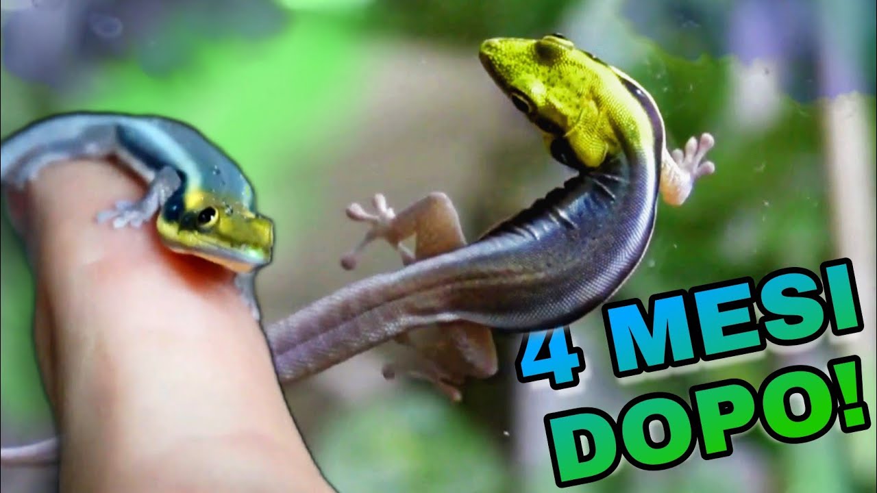 I MIEI PRIMI GECHI DIURNI DOPO 4 MESI!! (Phelsuma klemmeri) 🦎 #reptiles ...