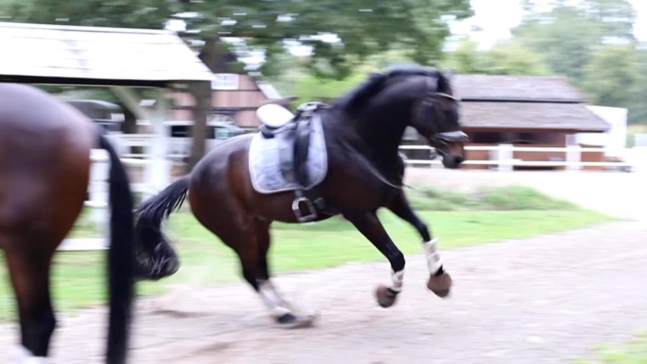 REITUNFALL im Gelände - Alleine ausreiten zu gefährlich? - YouTube