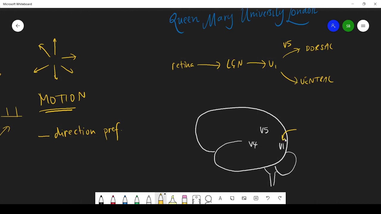 area V5 - detecting movement - YouTube