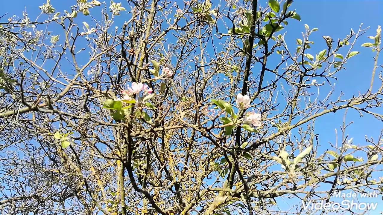 Floare de mar 🇷🇴22 septembrie 2019 - YouTube