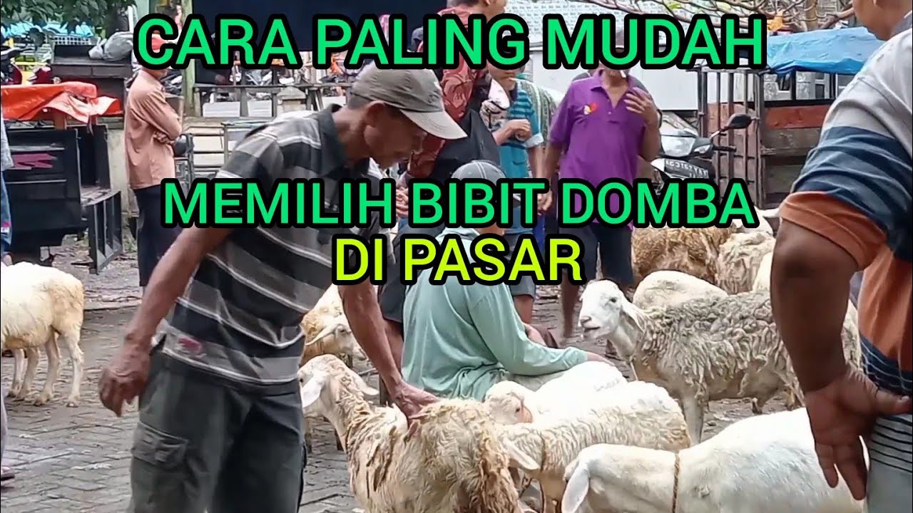 CARA PALING MUDAH MEMILIH BIBIT DOMBA DI PASAR - YouTube