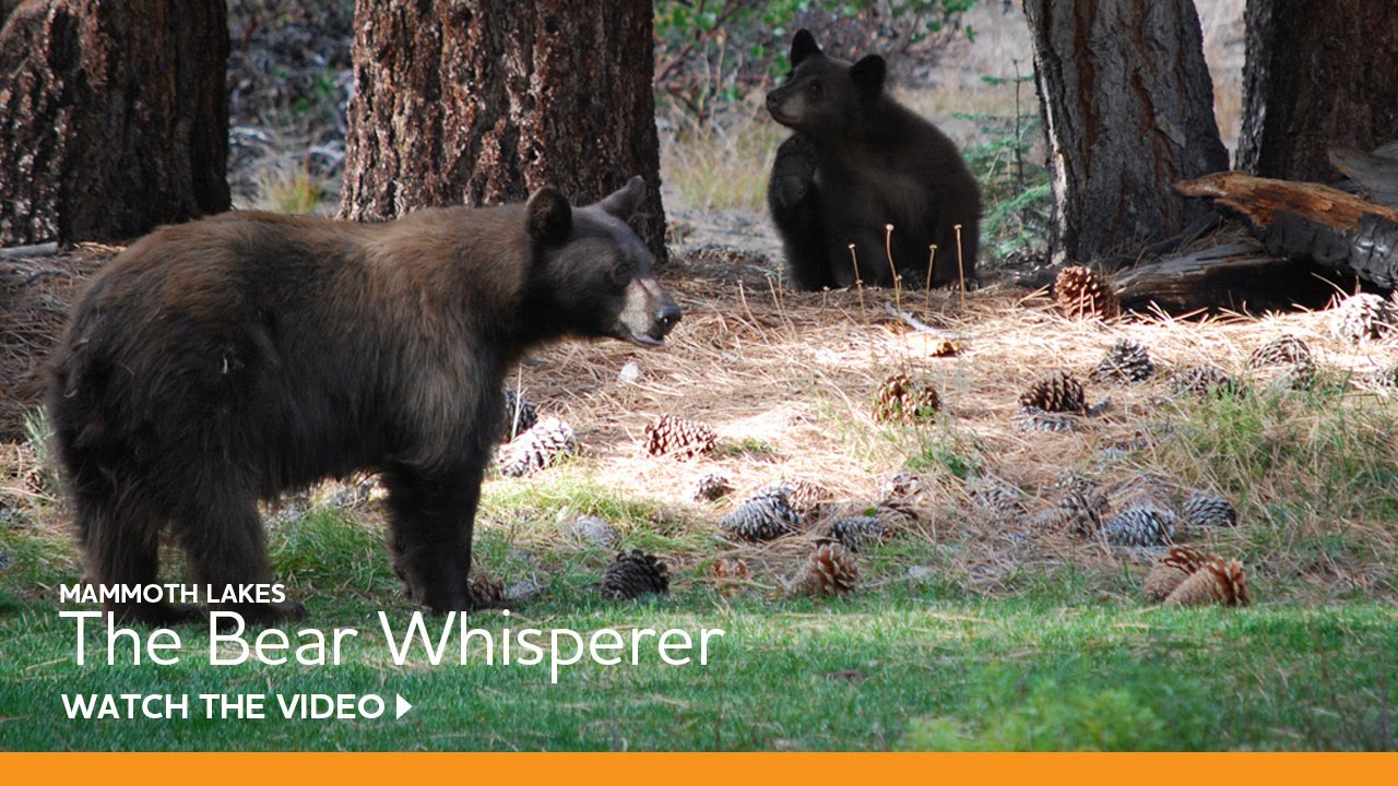 Mammoth Lakes Bear Whisperer Steve Searles - YouTube
