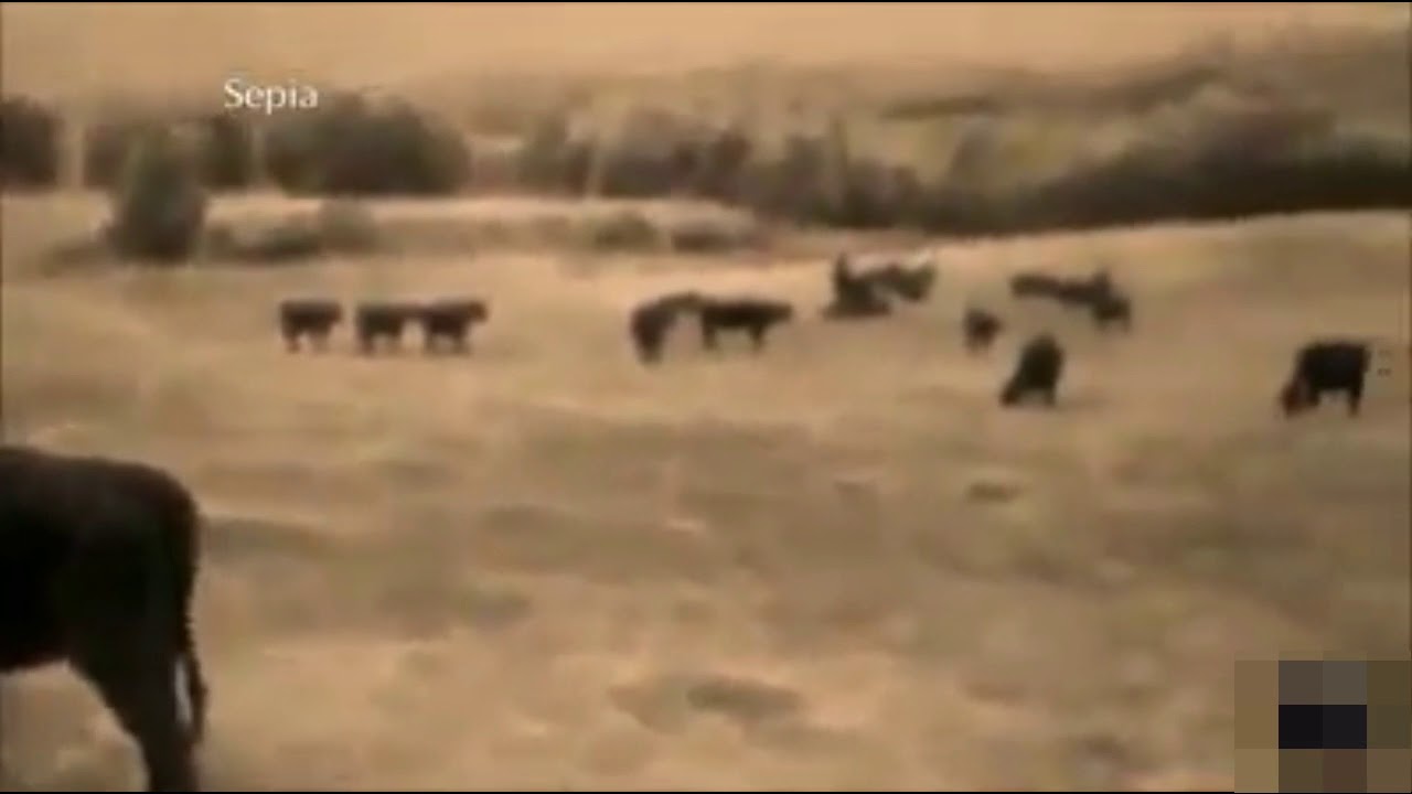 OVNI ABDUCE A UNA VACA - YouTube