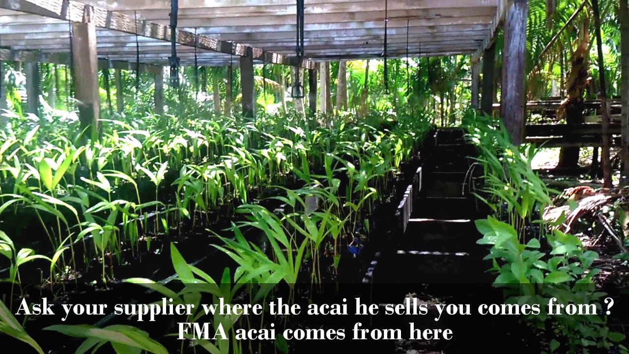 Acaí Farm - FMA - YouTube