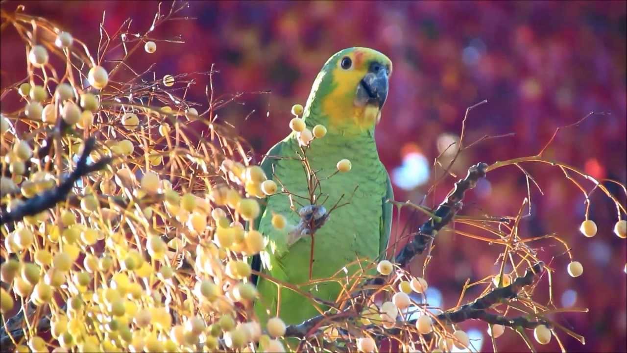 Parrots of 2013 - YouTube