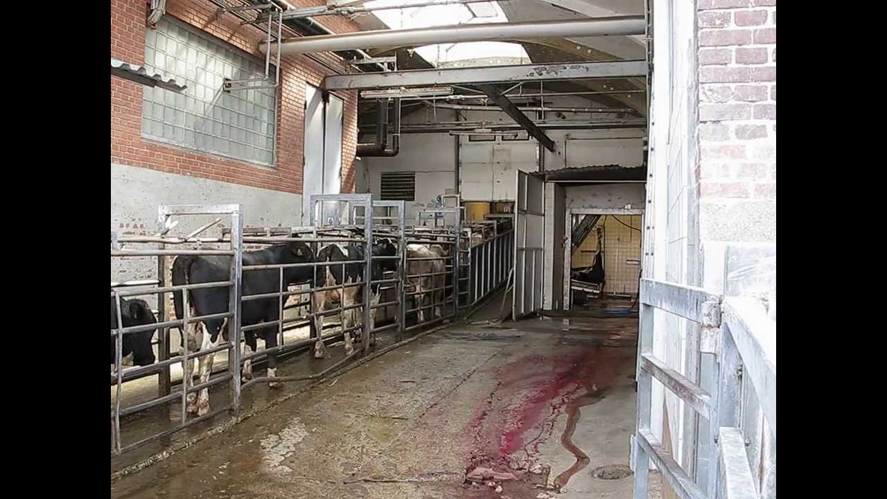 Aarhus Slagtehus - Halal - YouTube