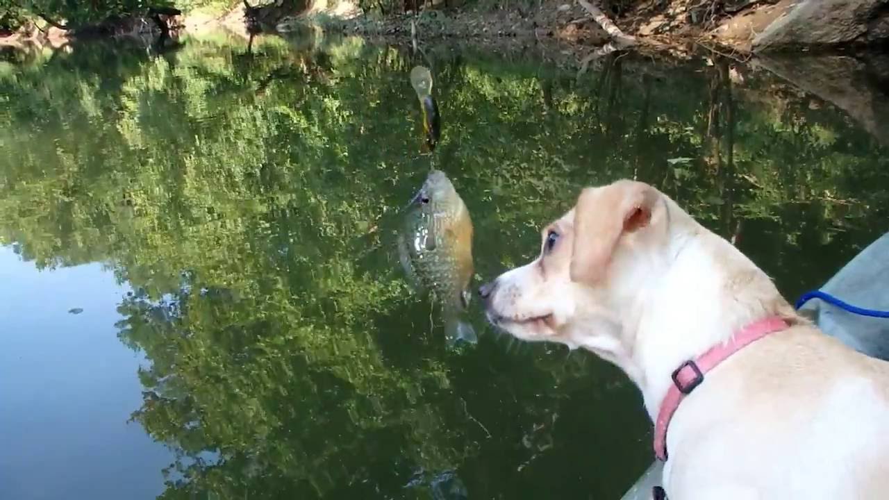 Sally's Excellent Adventure on the Bourbeuse River - YouTube