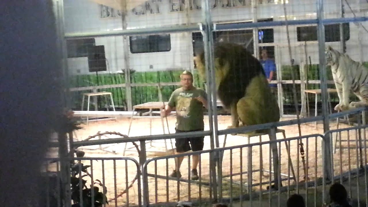 Lion and tiger and liger show - YouTube