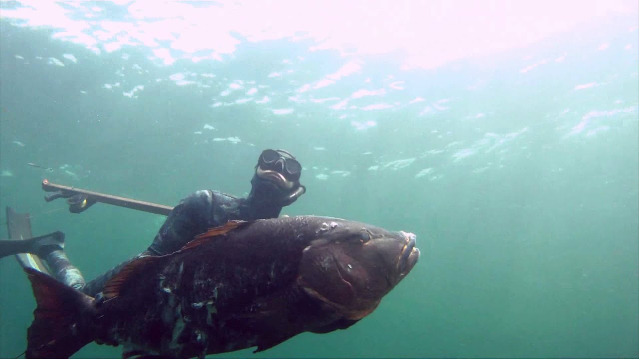 Spearfishing a nice Cubera Snapper - YouTube