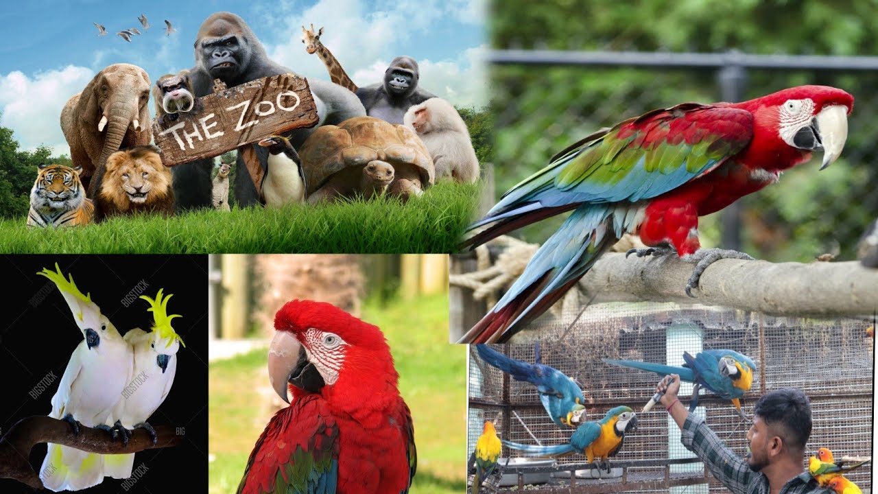 Our Green winged macaw and greater shulfer cockatoo bird Going to Zoo ...