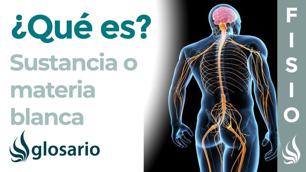SUSTANCIA BLANCA | Qué es, ubicación, cómo está formada, función y ...