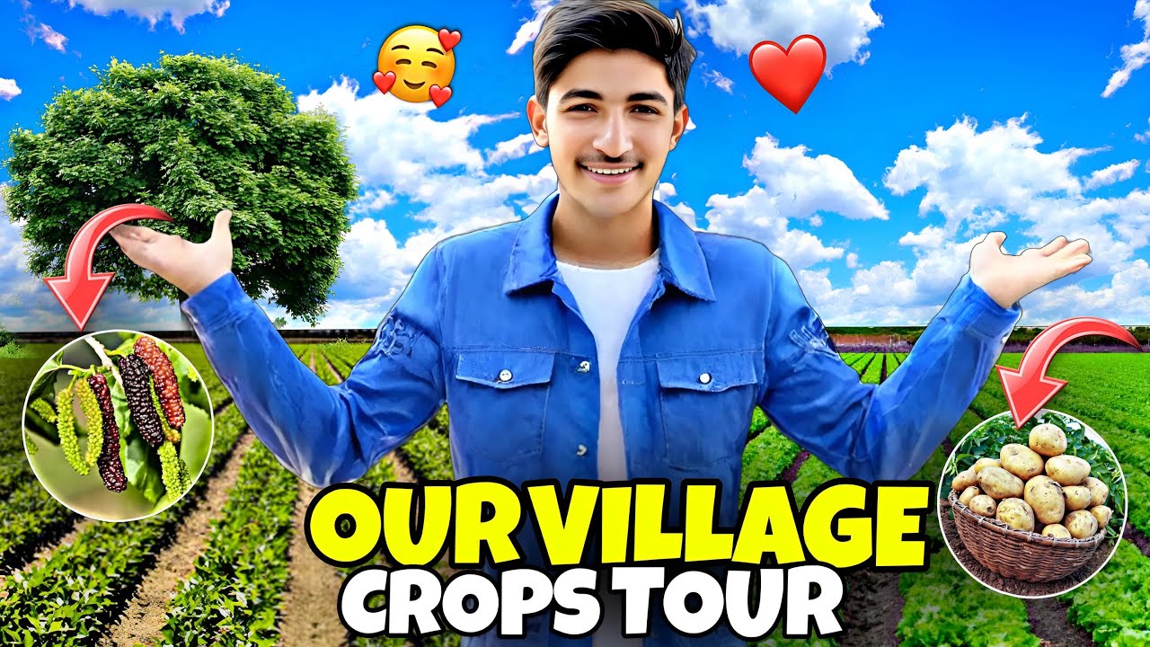 OUR VILLAGE CROPS TOUR PAKISTANI VILLAGE CROPS🥰 ️HASSAN DAILY LIFE ...