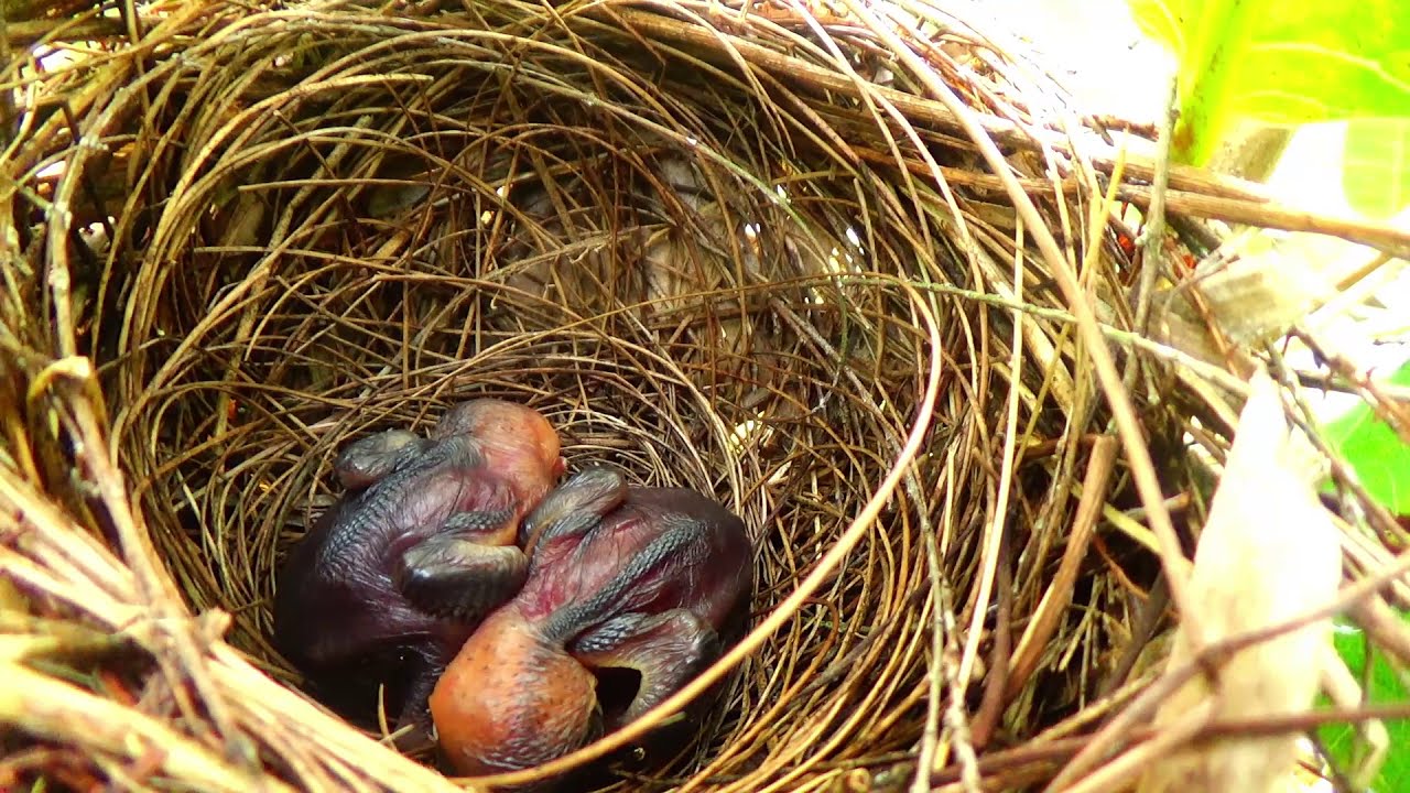 lamanku: Burung Merbah Kapur Bertelur @ dah menetas????? - YouTube